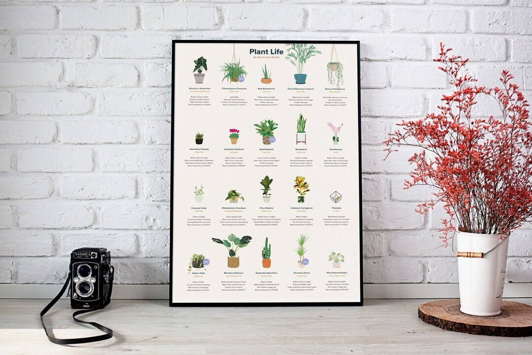 Houseplant Poster // Plant Print // Monstera Deliciosa Botanical Print ...