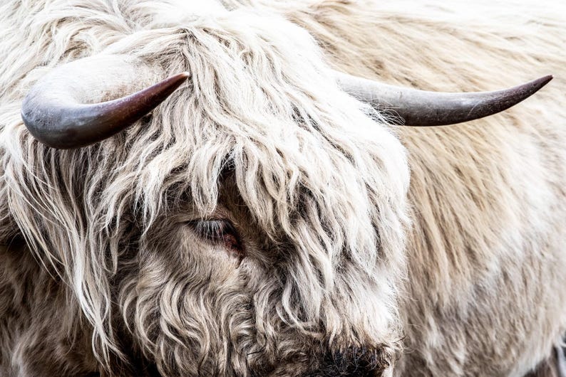 Scottish Highland Bull Canvas Print - Modern Cow Art - Large Cattle ...