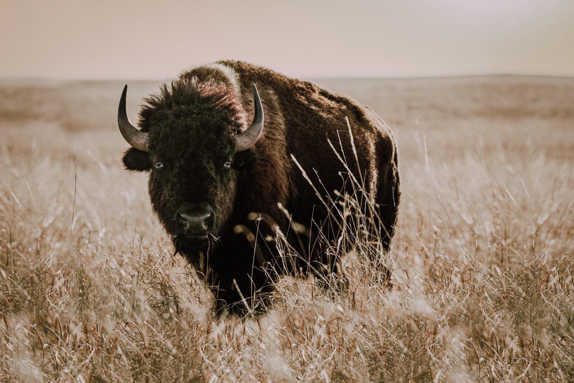 Buffalo Wall Art - Bison Canvas Print - Western American Bison Wall Art ...