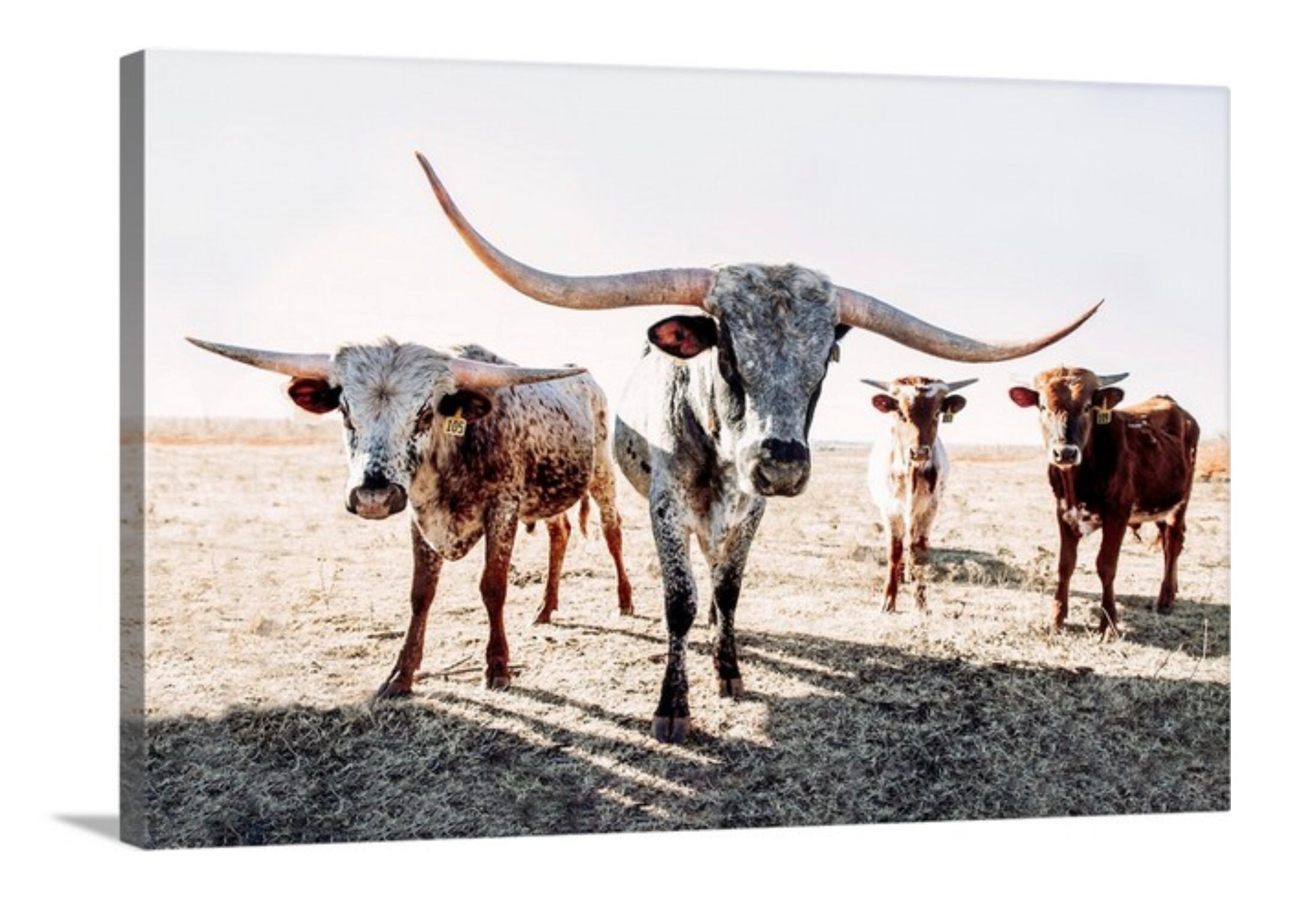 barnwood frames. Large print available Texas Longhorn picture Western ...