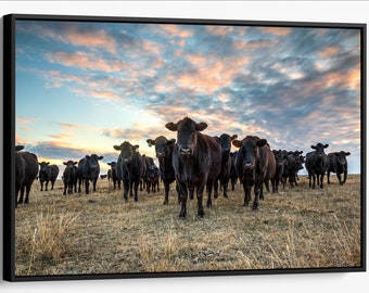 Angus Cattle Art | Etsy