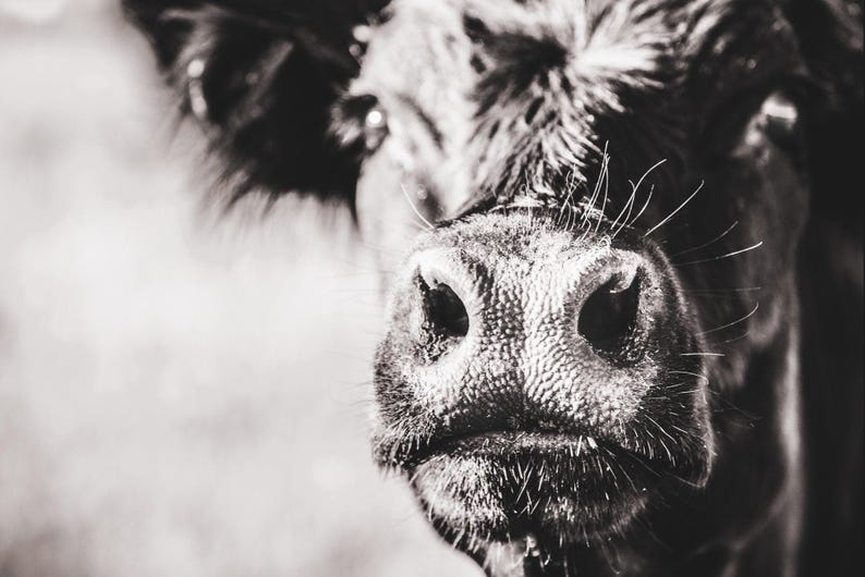 Black and White Angus Cow Canvas Wall Art - Large Cattle Print ...