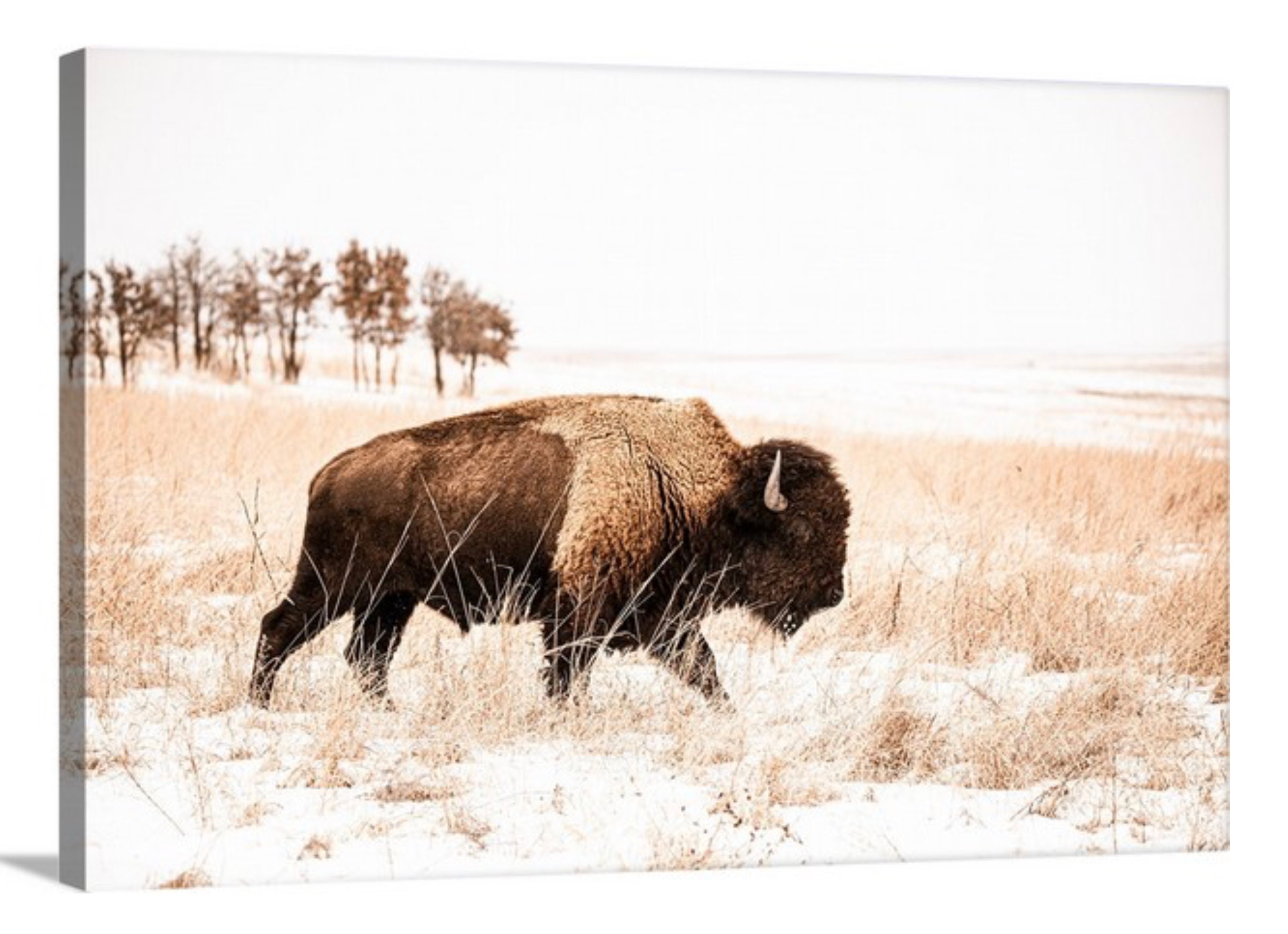 American Bison Bull Drawing