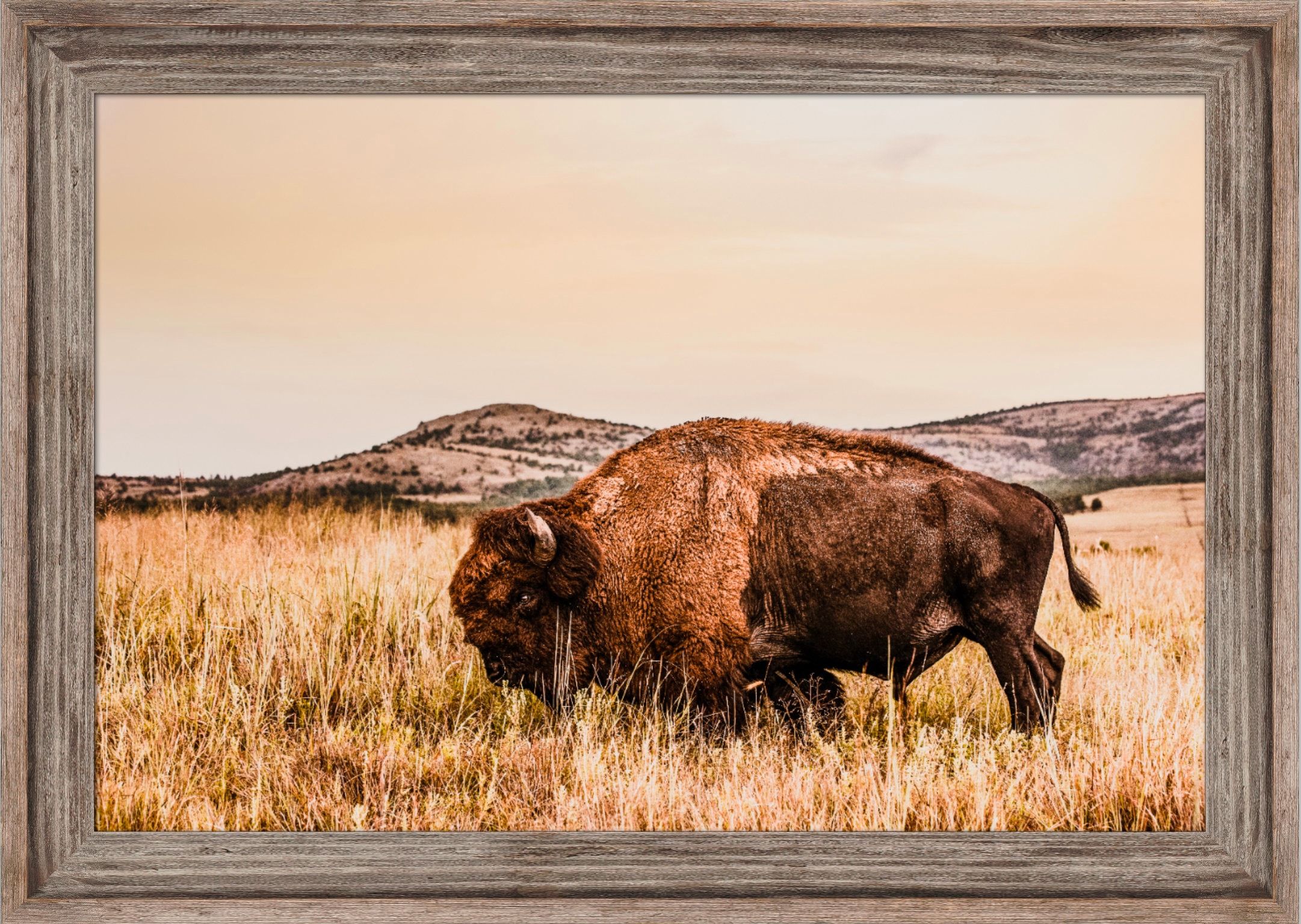 Native American Bison Art