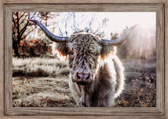 extra large cow wall art cattle photography highland cattle canvas ...