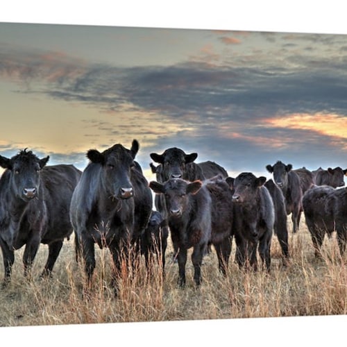 COW ART PRINT Watercolor Cow Art Print Black Angus Decor - Etsy