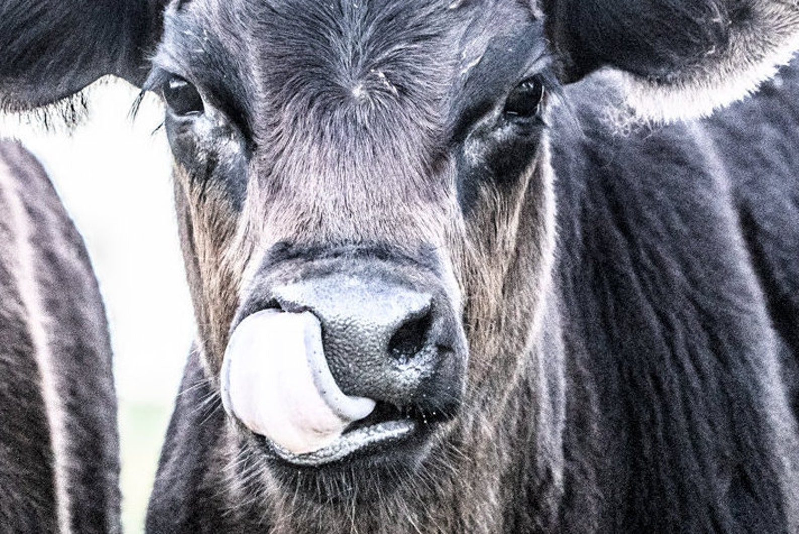Western Nursery Decor Black Angus Wall Art Canvas Baby Farm | Etsy