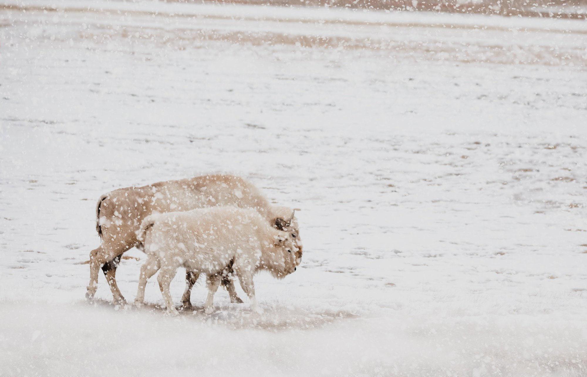 White Bison Wall Art - Spirit Buffalo Canvas Print - Native American ...