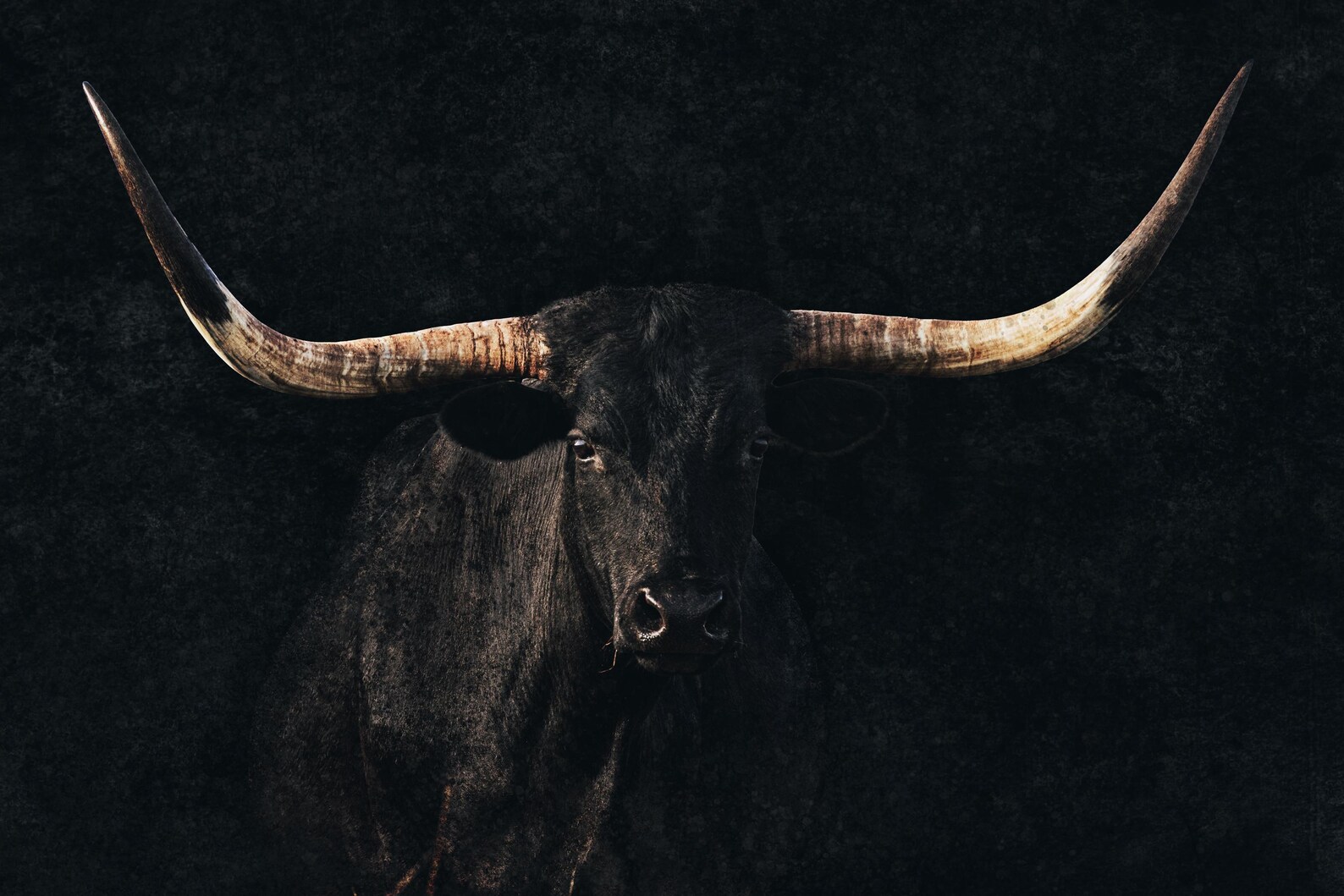 Dramatic Western Wall Decor - Texas Longhorn Wall Art Canvas Print ...