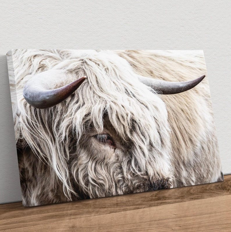 Scottish Highland Bull Canvas Print - Modern Cow Art - Large Cattle ...