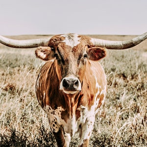 Longhorn Cow Print - Longhorn Canvas Print - Western Home Decor Cow ...