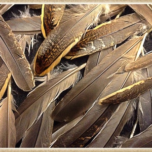 25 Bobwhite Quail Wing and Tail Feathers 2 1/2 to 4, Quail Feathers - Etsy