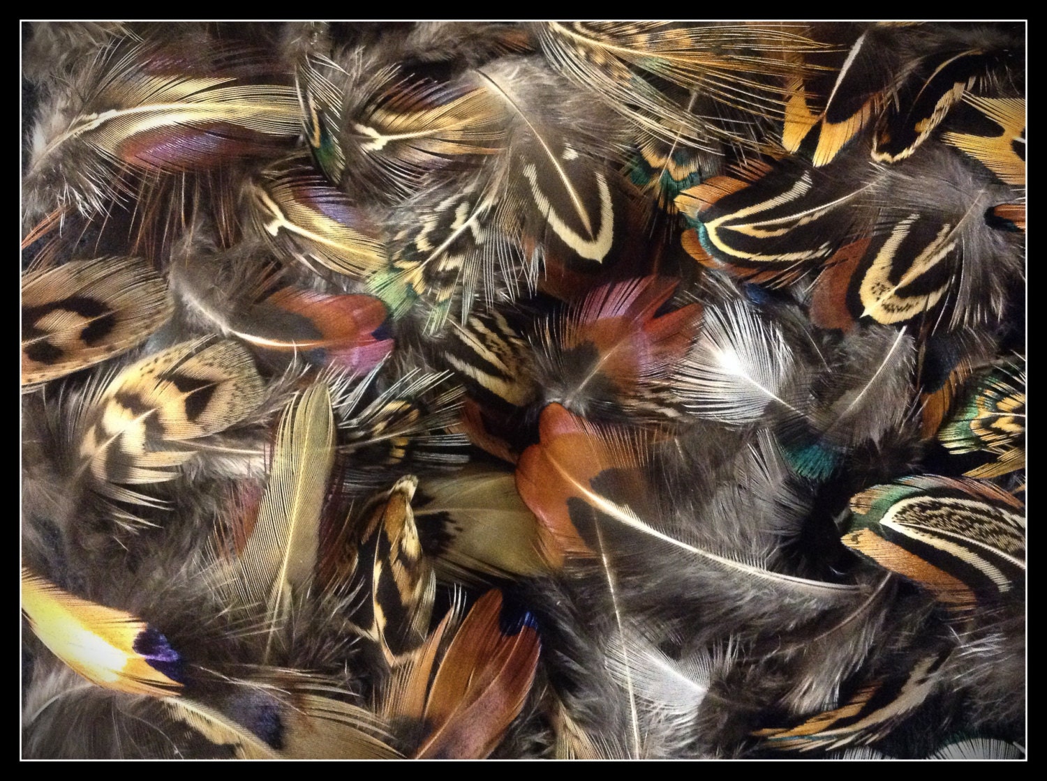 500 1 to 4 Pheasant Body Feathers From Ringneck | Etsy