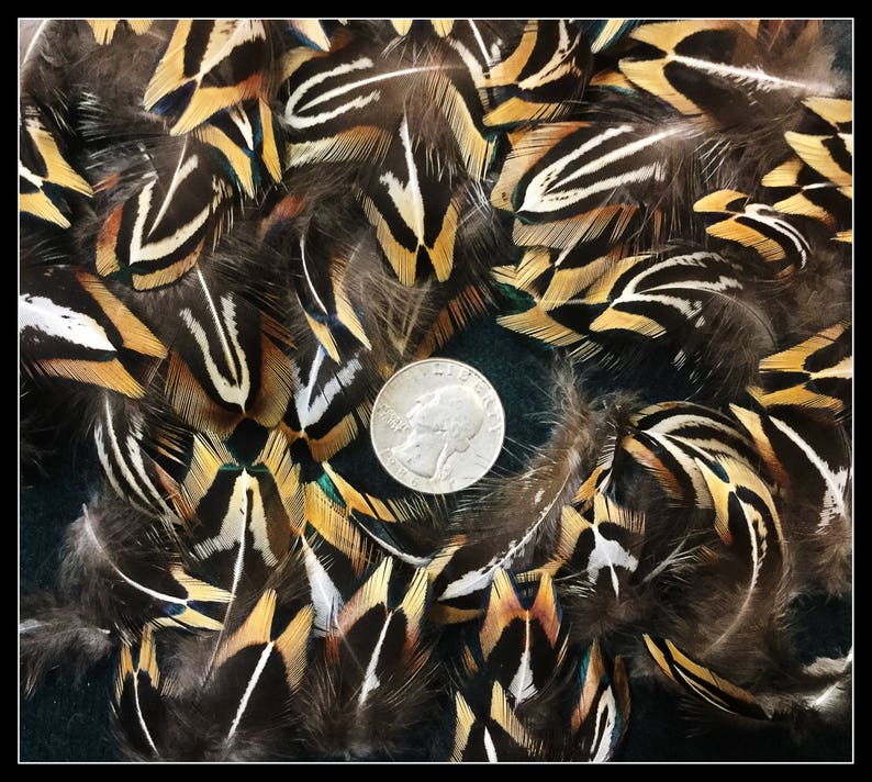 50 Pheasant Neck Feathers From Ringneck Rooster Pheasants, Pheasant ...