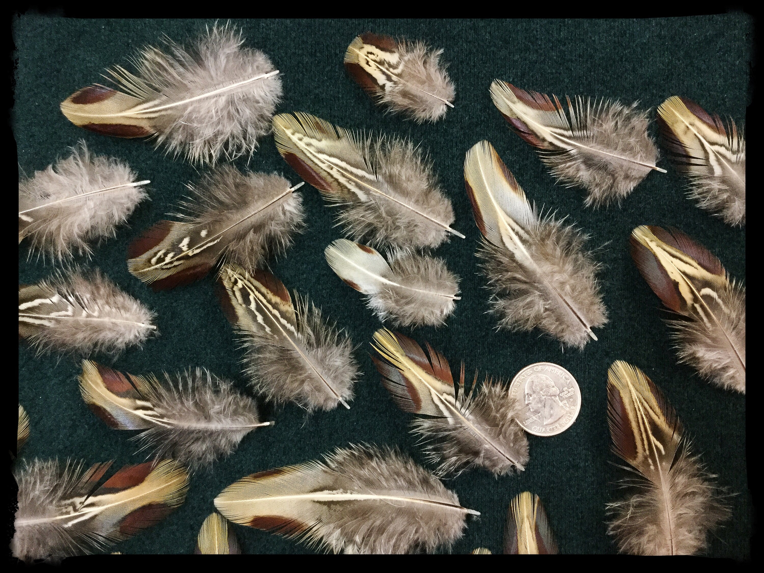 50 1 3/4 to 3 1/2 pheasant feathers from ringneck rooster | Etsy
