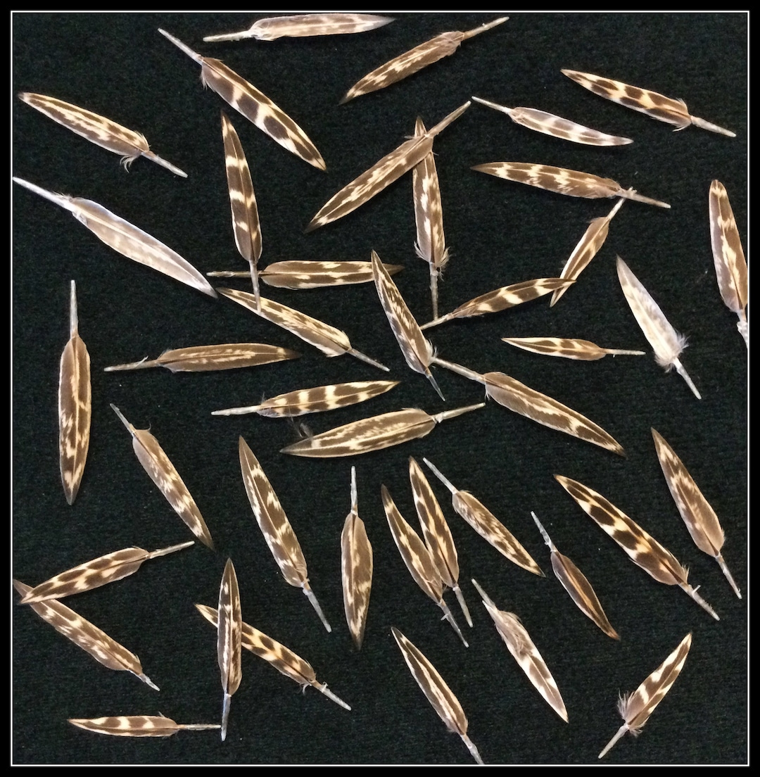25 - 1” to 1 3/4” Pheasant Feathers From the Wing of Ringneck Rooster ...