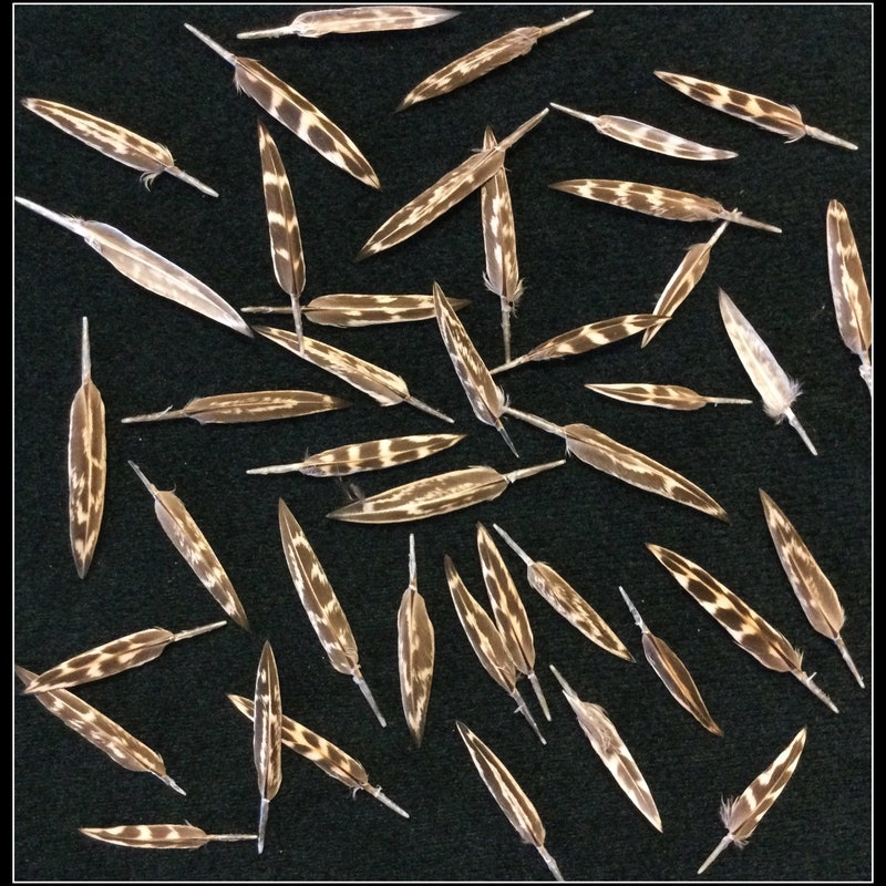 Feather Grey Earrings - Etsy