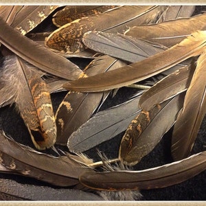 25 Bobwhite Quail Wing and Tail Feathers 2 1/2 to 4, Quail Feathers - Etsy