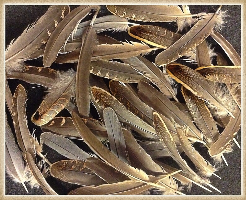 25 bobwhite quail wing and tail feathers 2 1/2 to | Etsy