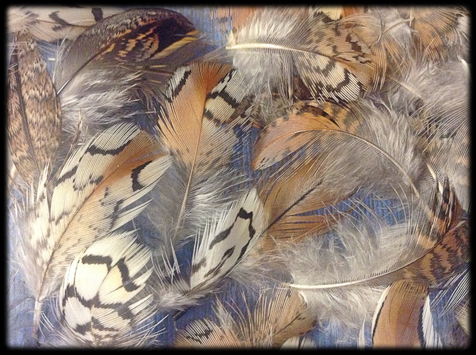 100 Bobwhite quail body feathers 3/4 to 1 3/4 | Etsy