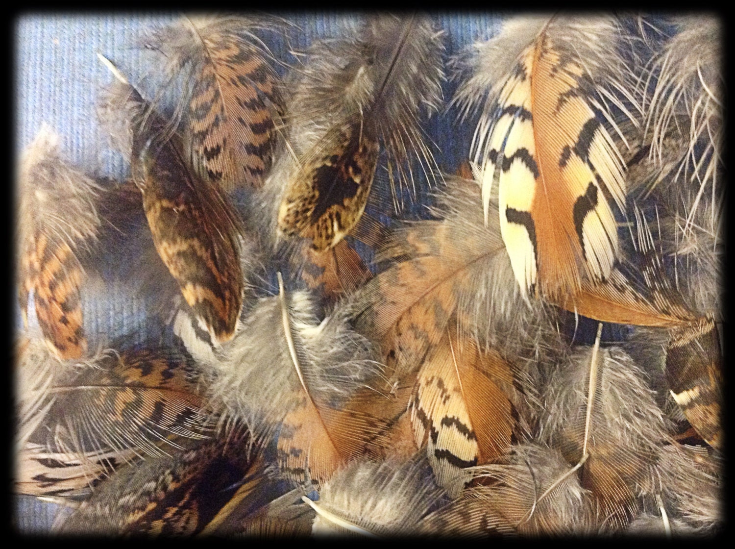 50 Bobwhite Quail Body Feathers 3/4 to 1 3/4 | Etsy