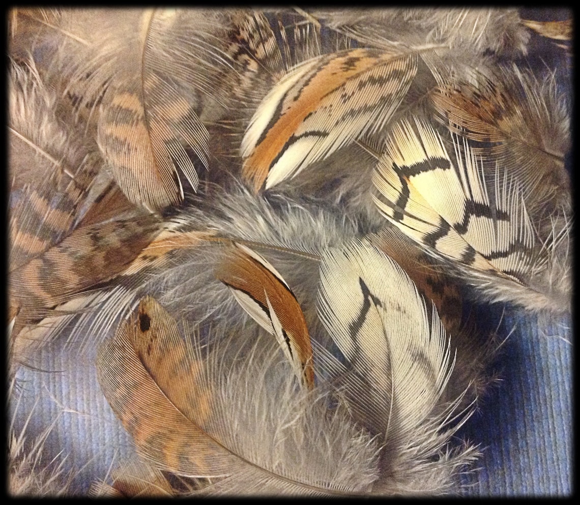 50 Bobwhite Quail Body Feathers 3/4 to 1 3/4 | Etsy
