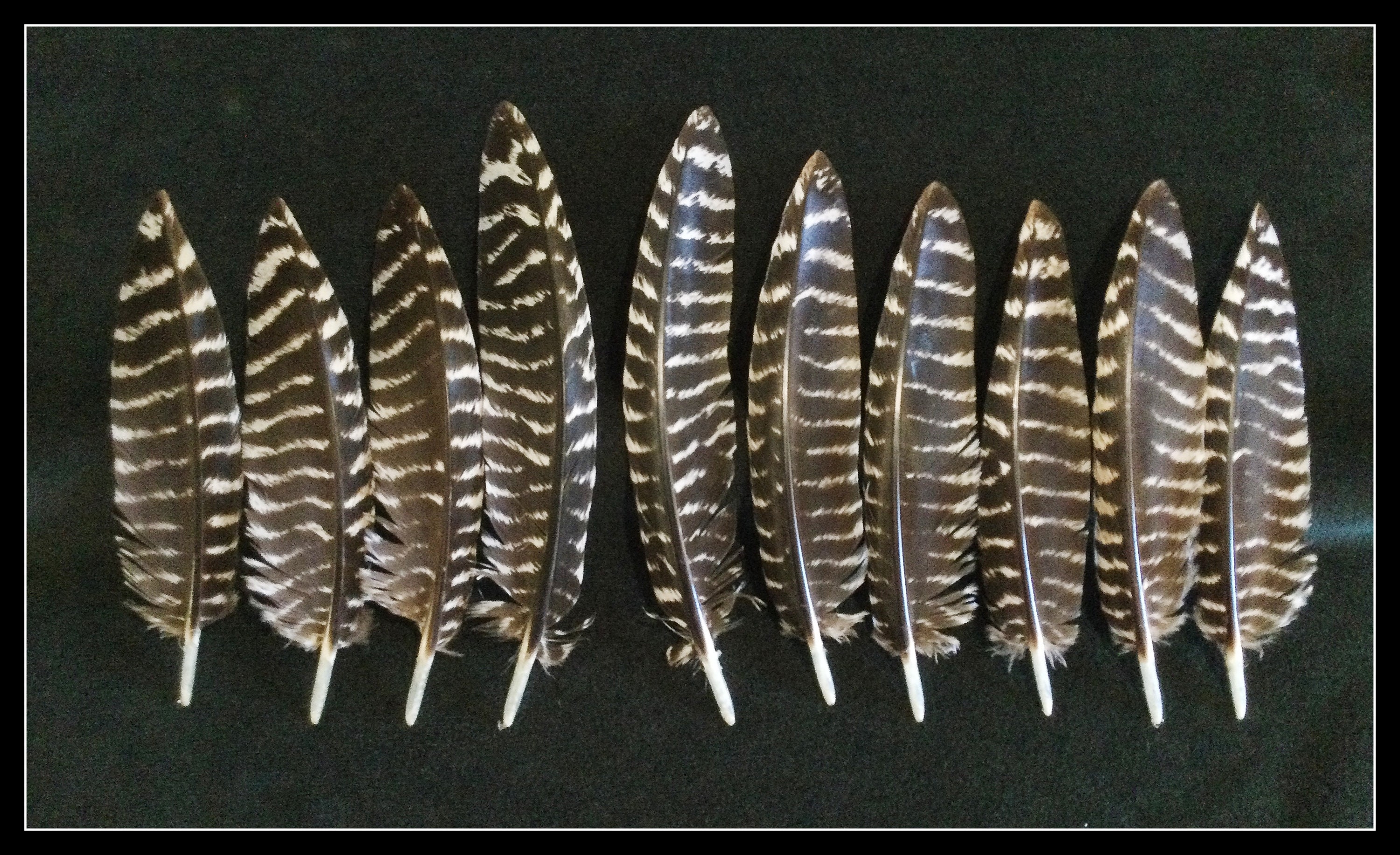 Turkey Feather Identification