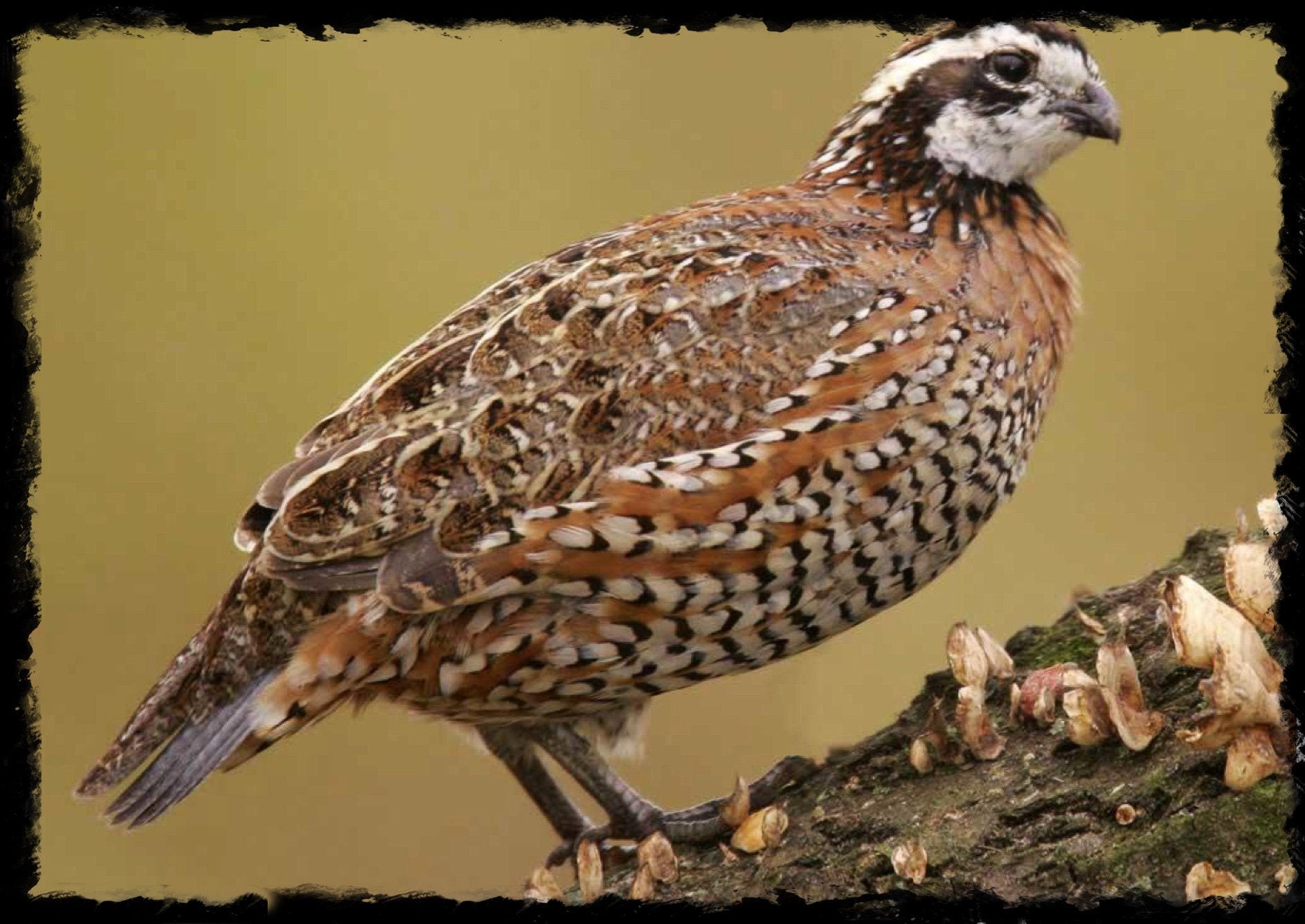 50 1/4 to 1 Tiny Quail Feathers Teeny Tiny Quail Head - Etsy