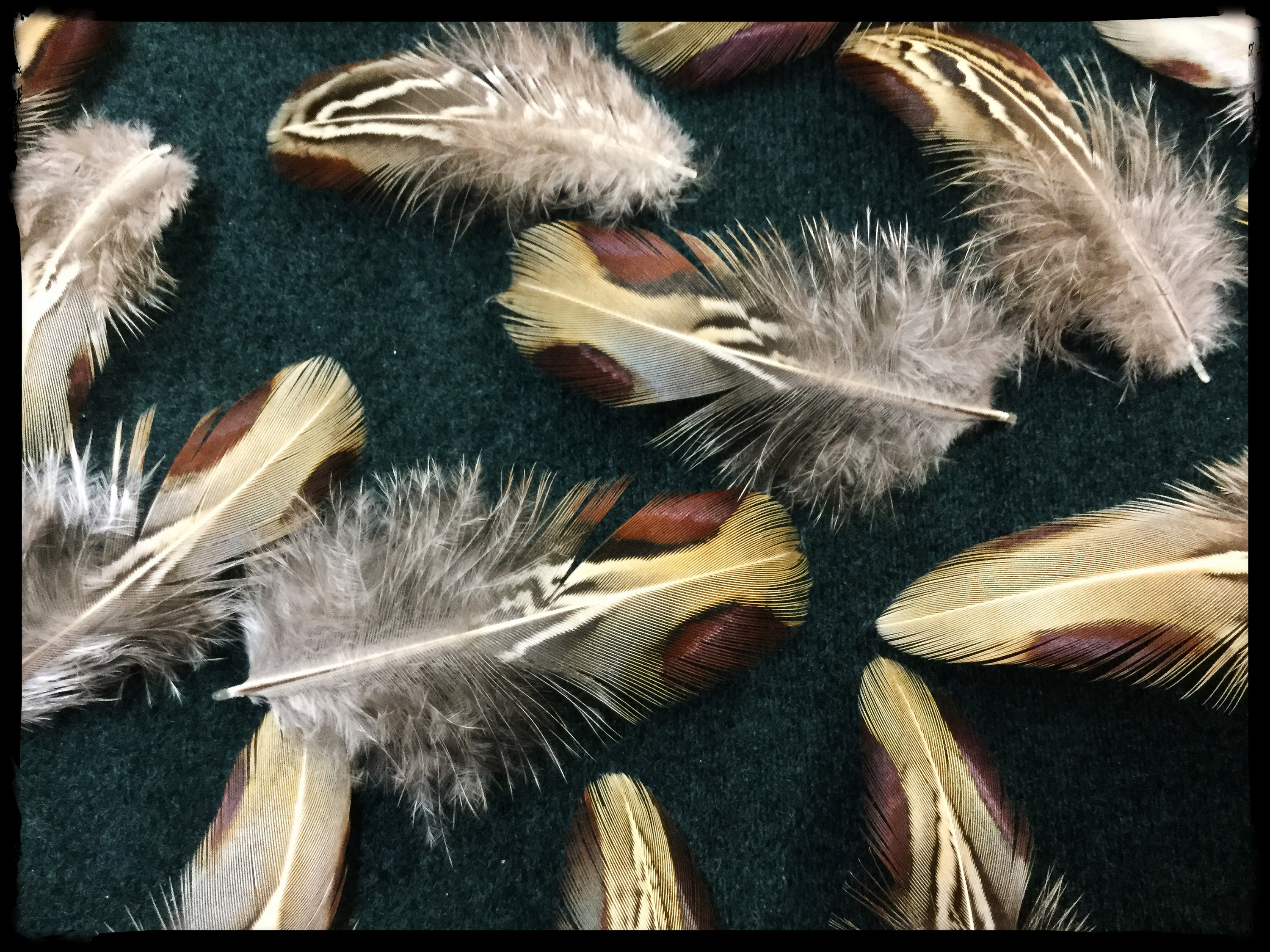 50 1 3/4 to 3 1/2 pheasant feathers from ringneck rooster | Etsy