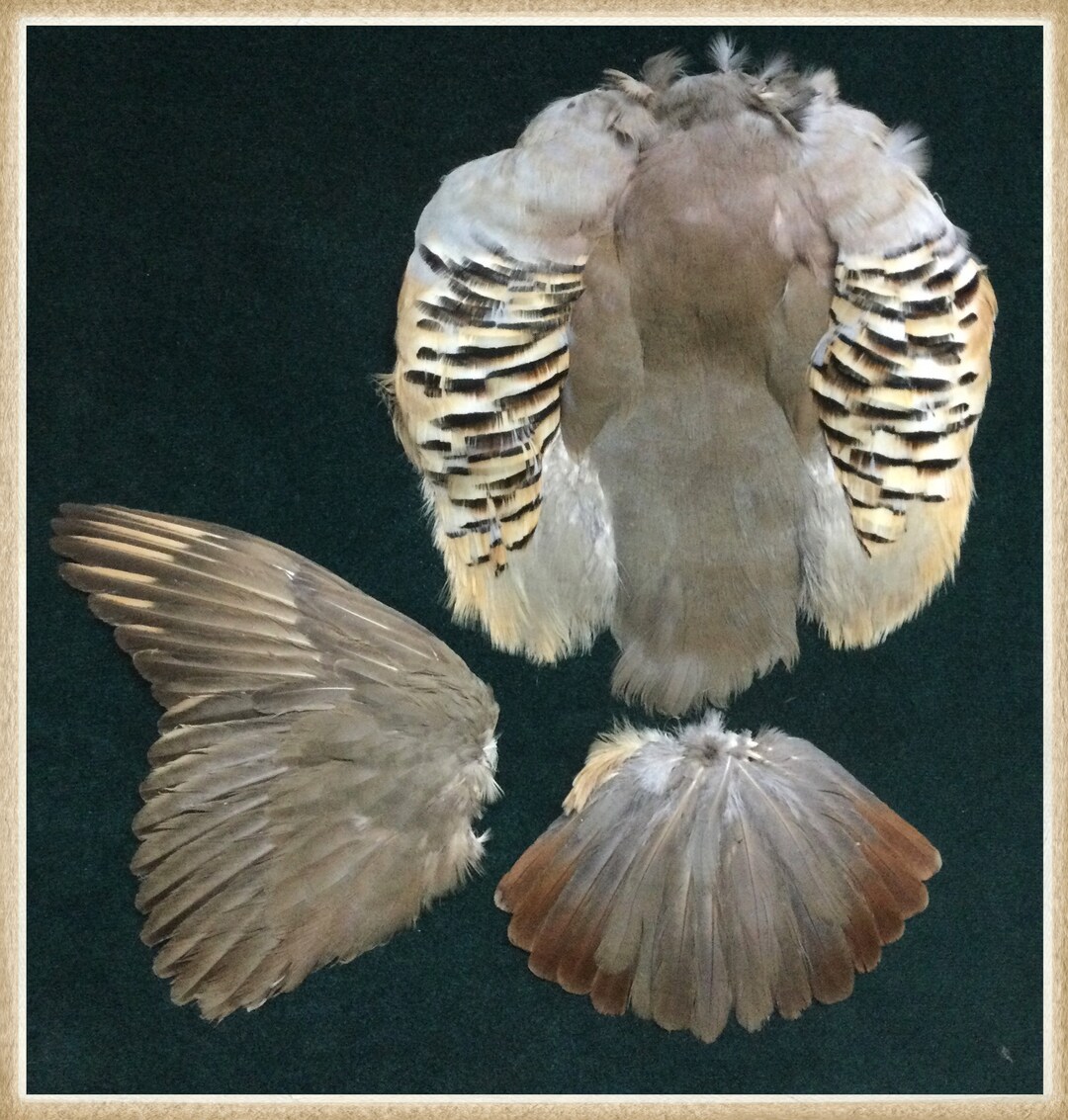 Chukar Pelt, Wing and Tail, Chukar Feathers - Etsy
