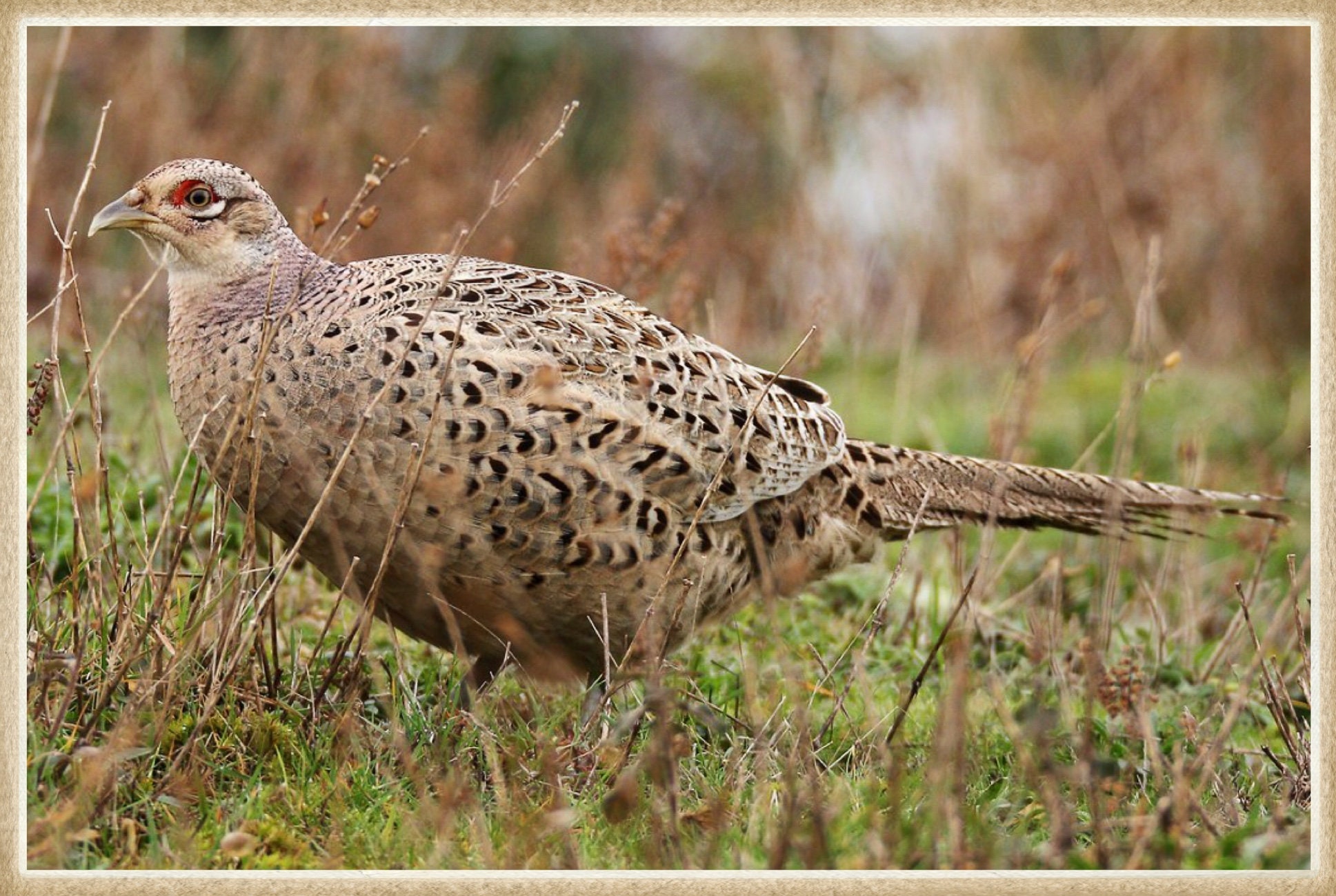 25 1 1/2 to 3 small pheasant wing feathers from ringneck | Etsy