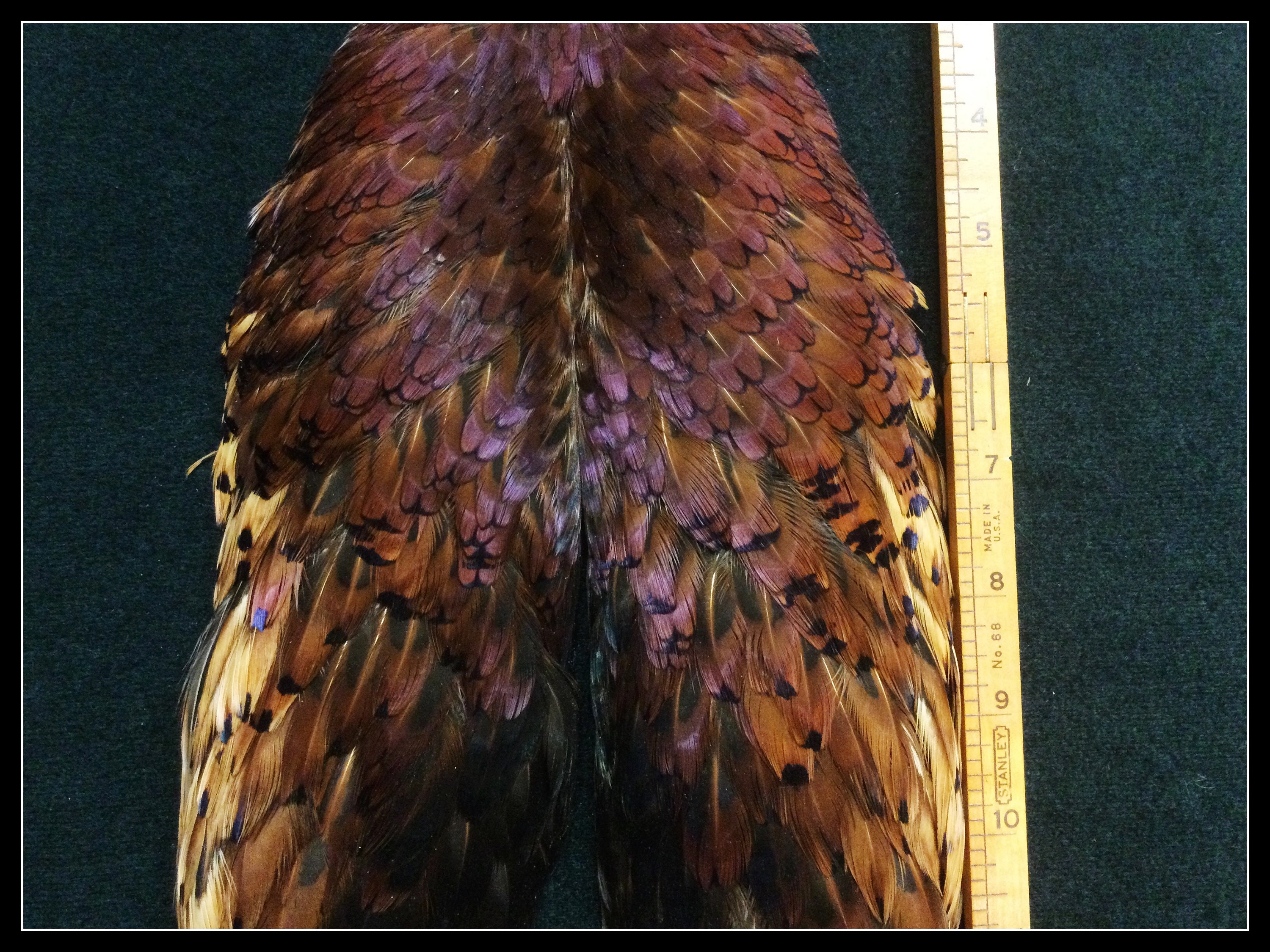 Pheasant pelt section pheasant breast and sides from a | Etsy