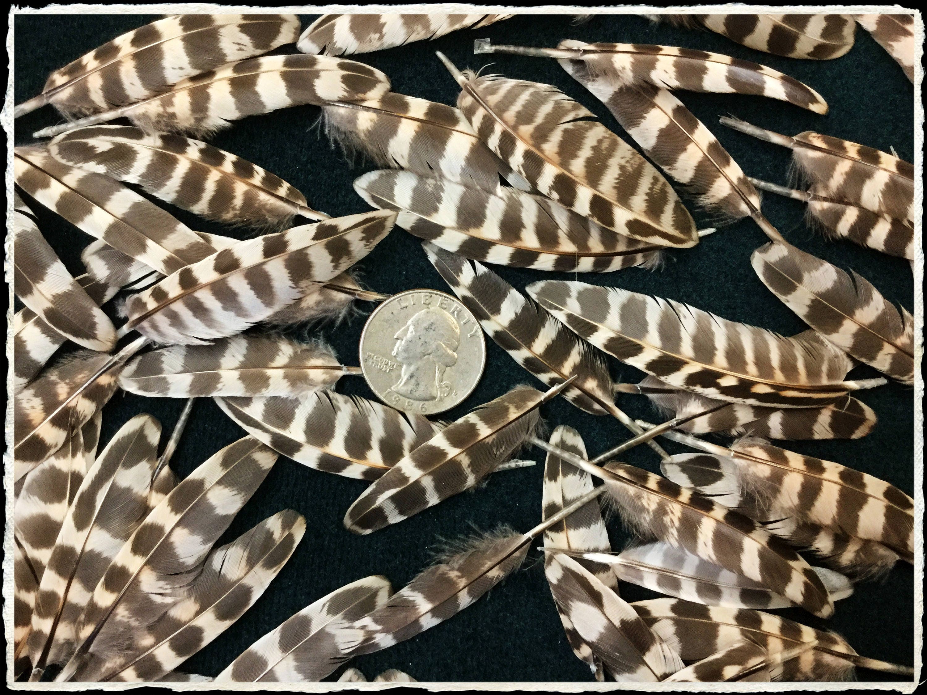 25 1 1/2 to 3 small pheasant wing feathers from ringneck | Etsy