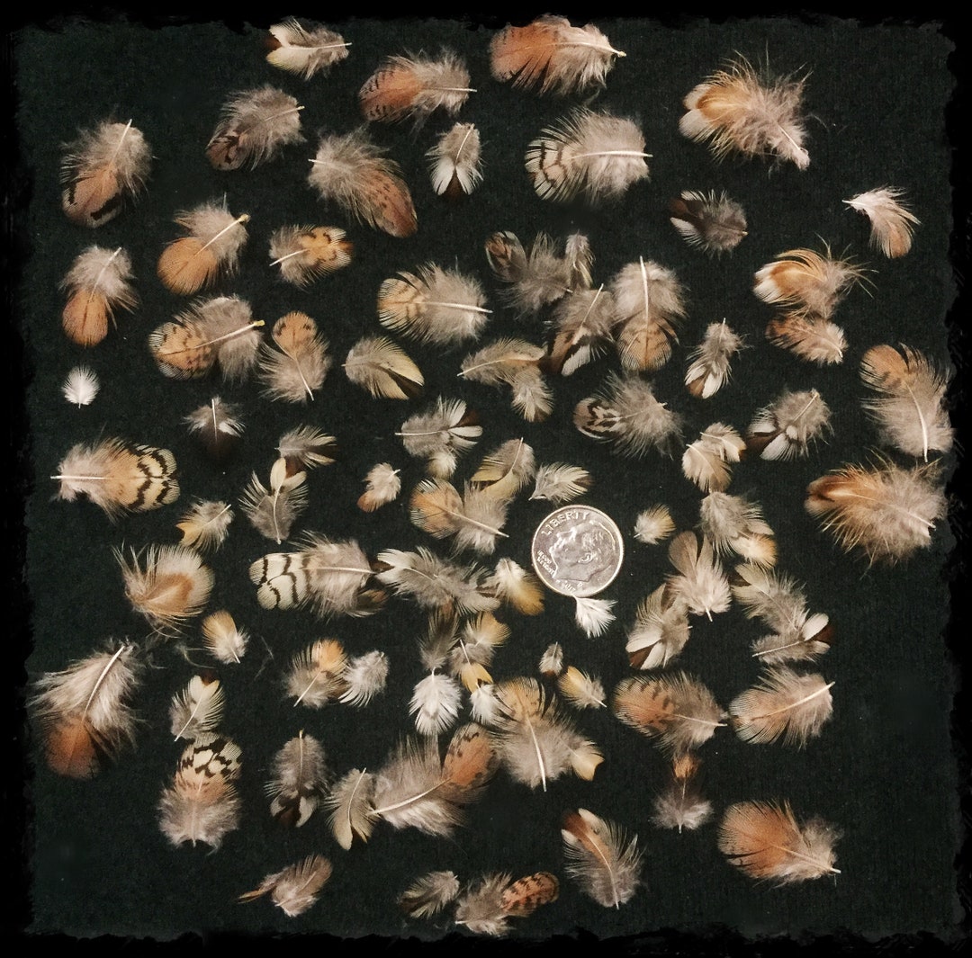 50 - 1/4” to 1” Tiny Quail Feathers, Teeny Tiny Quail Head Neck ...