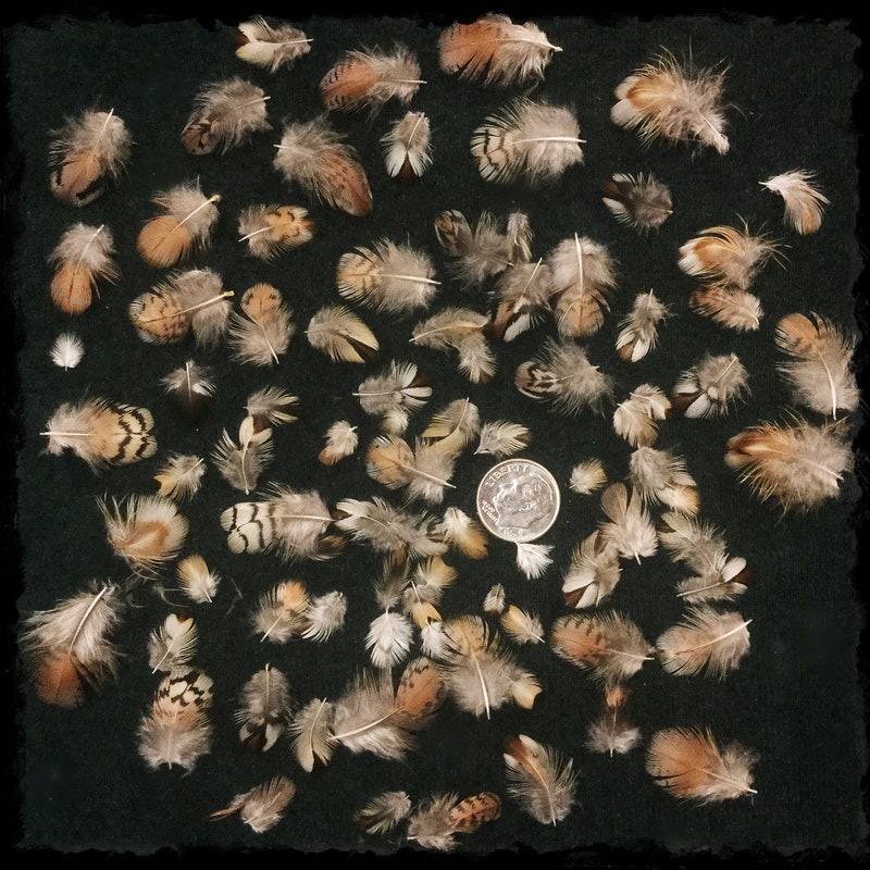 Owl Feathers Visual Arts - Etsy