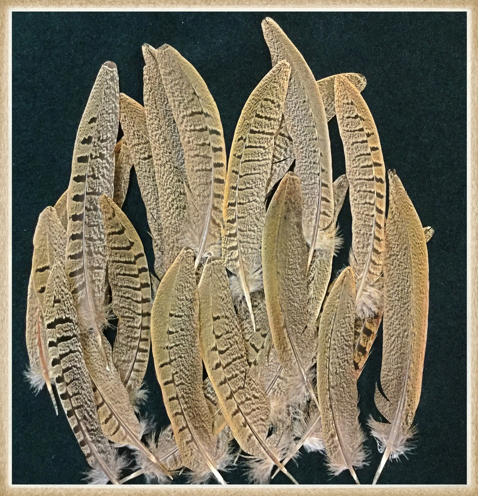 25 5 to 7 Pheasant Tail Feathers From Ringneck Rooster - Etsy