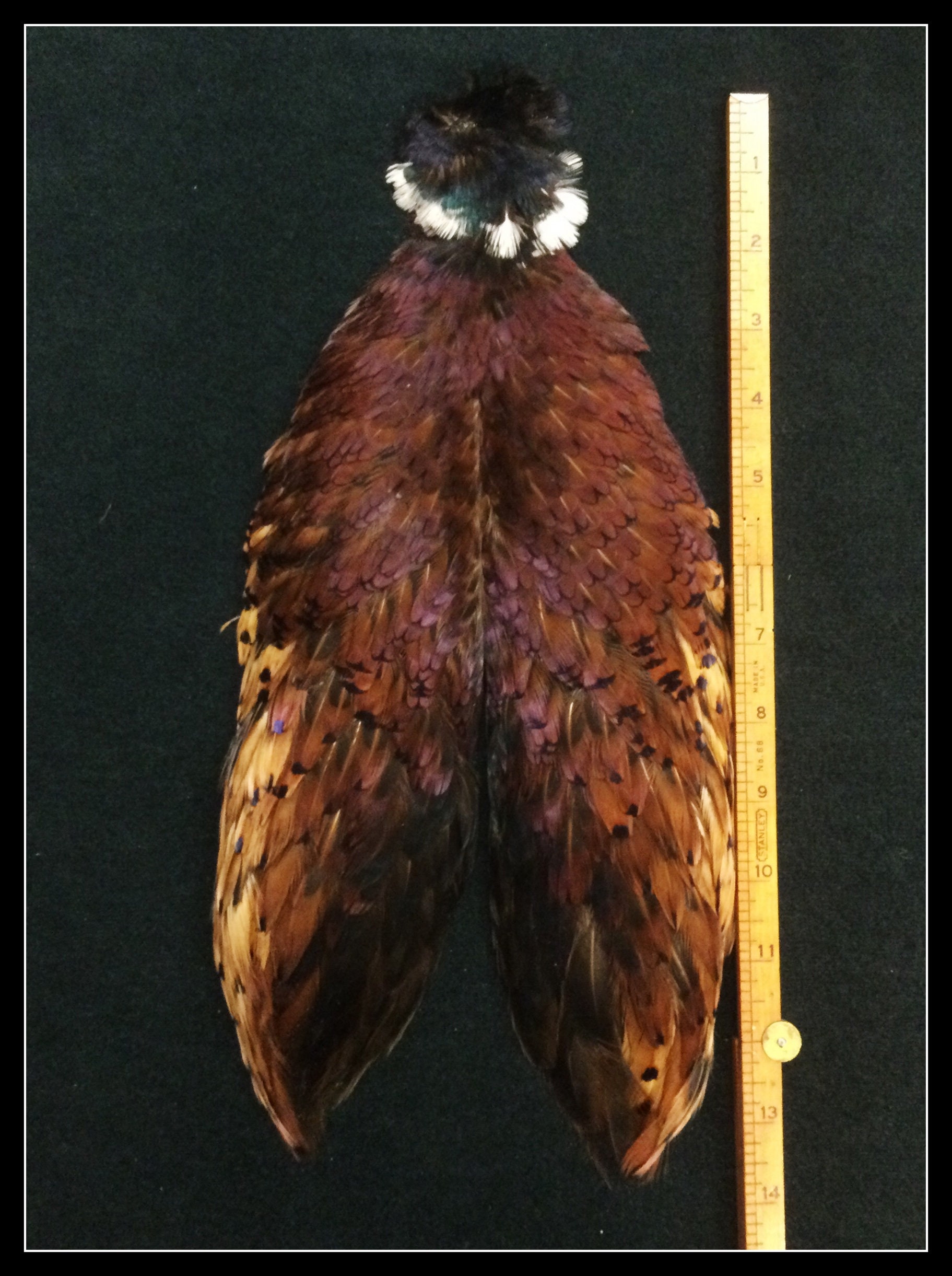 Pheasant pelt section pheasant breast and sides from a | Etsy