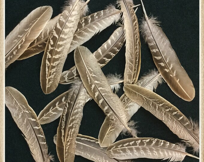 25 - 6” to 7” Pheasant Wing Feathers From Ringneck Rooster Pheasants ...