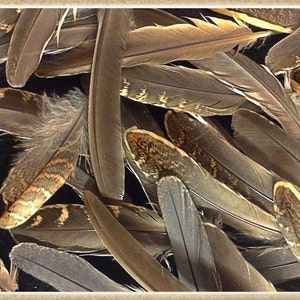 25 Bobwhite Quail Wing and Tail Feathers 2 1/2 to 4, Quail Feathers - Etsy