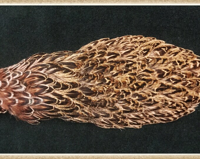 Pheasant Back Pelt From a Ringneck Hen Pheasant, Pheasant Feathers ...