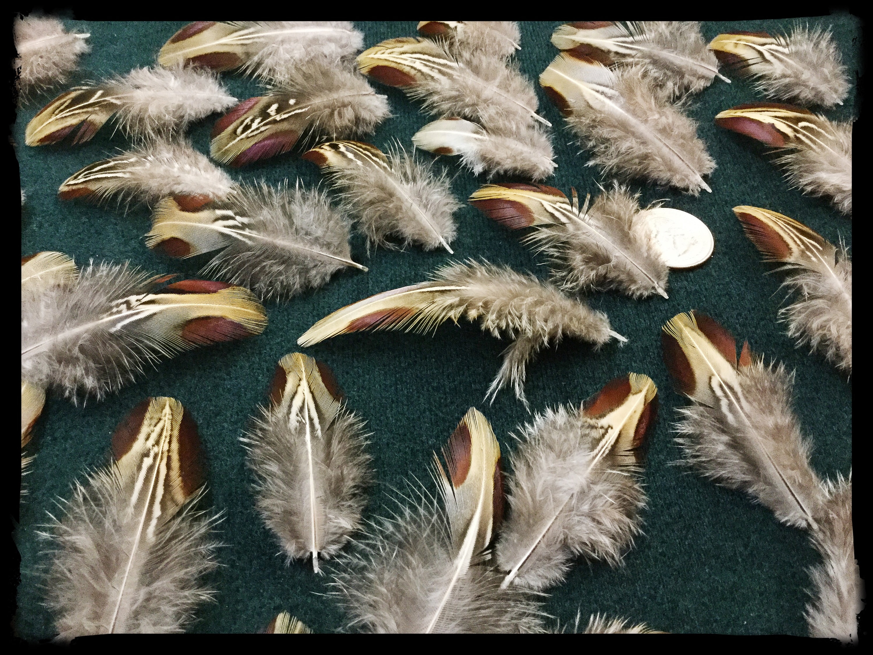 50 1 3/4 to 3 1/2 pheasant feathers from ringneck rooster | Etsy