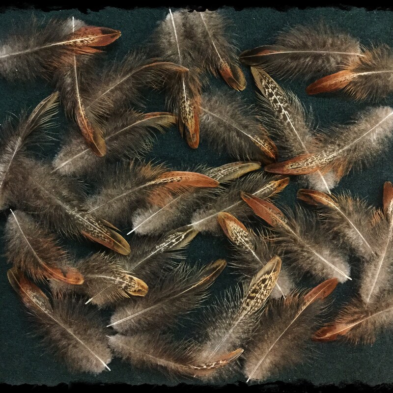 Rooster Tail Feather - Etsy