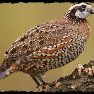 50 Bobwhite Quail Body Feathers 3/4 to 1 3/4 - Etsy