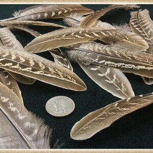 25 - 6” to 7” Pheasant Wing Feathers From Ringneck Rooster Pheasants ...