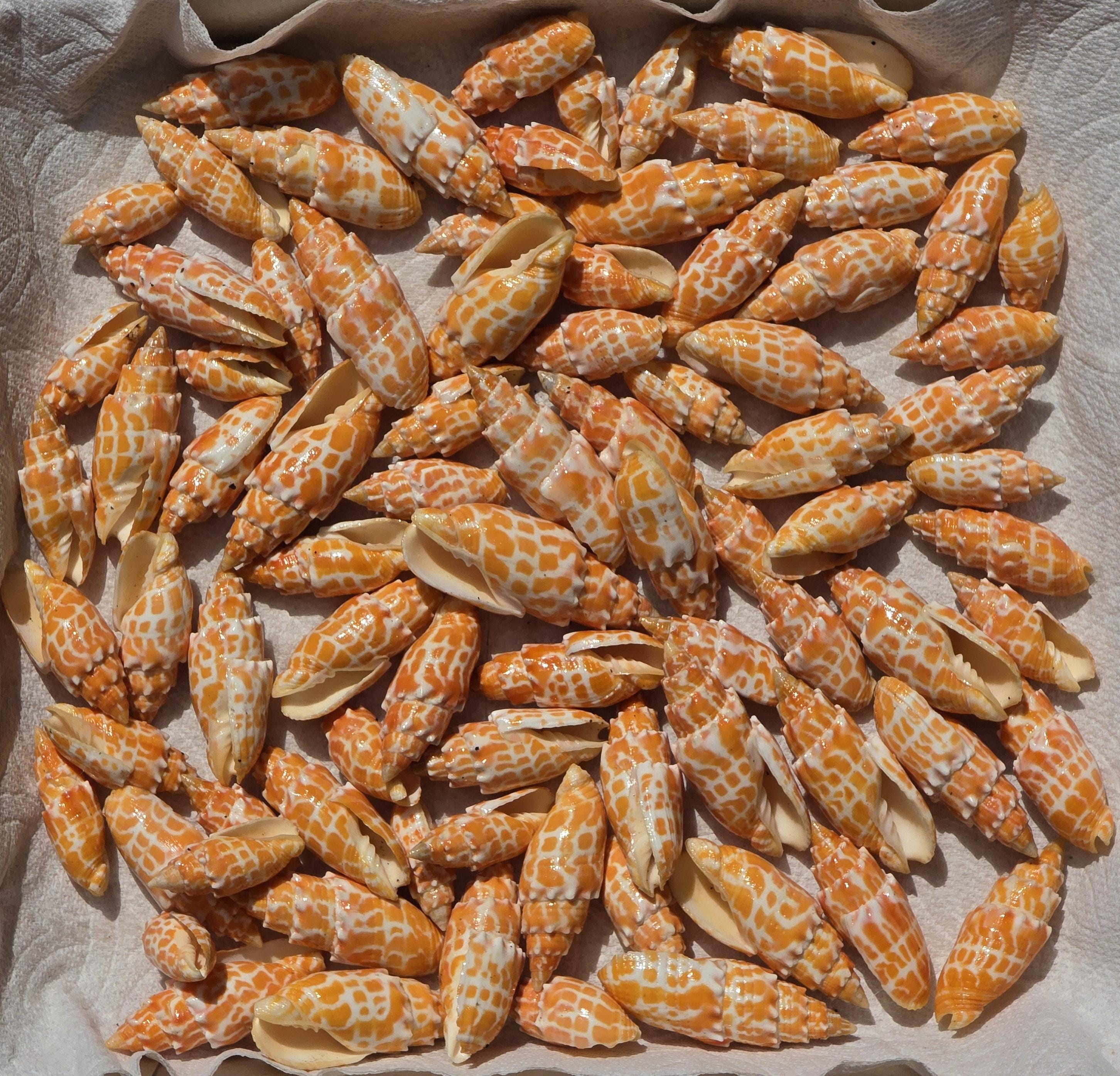 5 Mitra Stictica, Miter Shells - Etsy