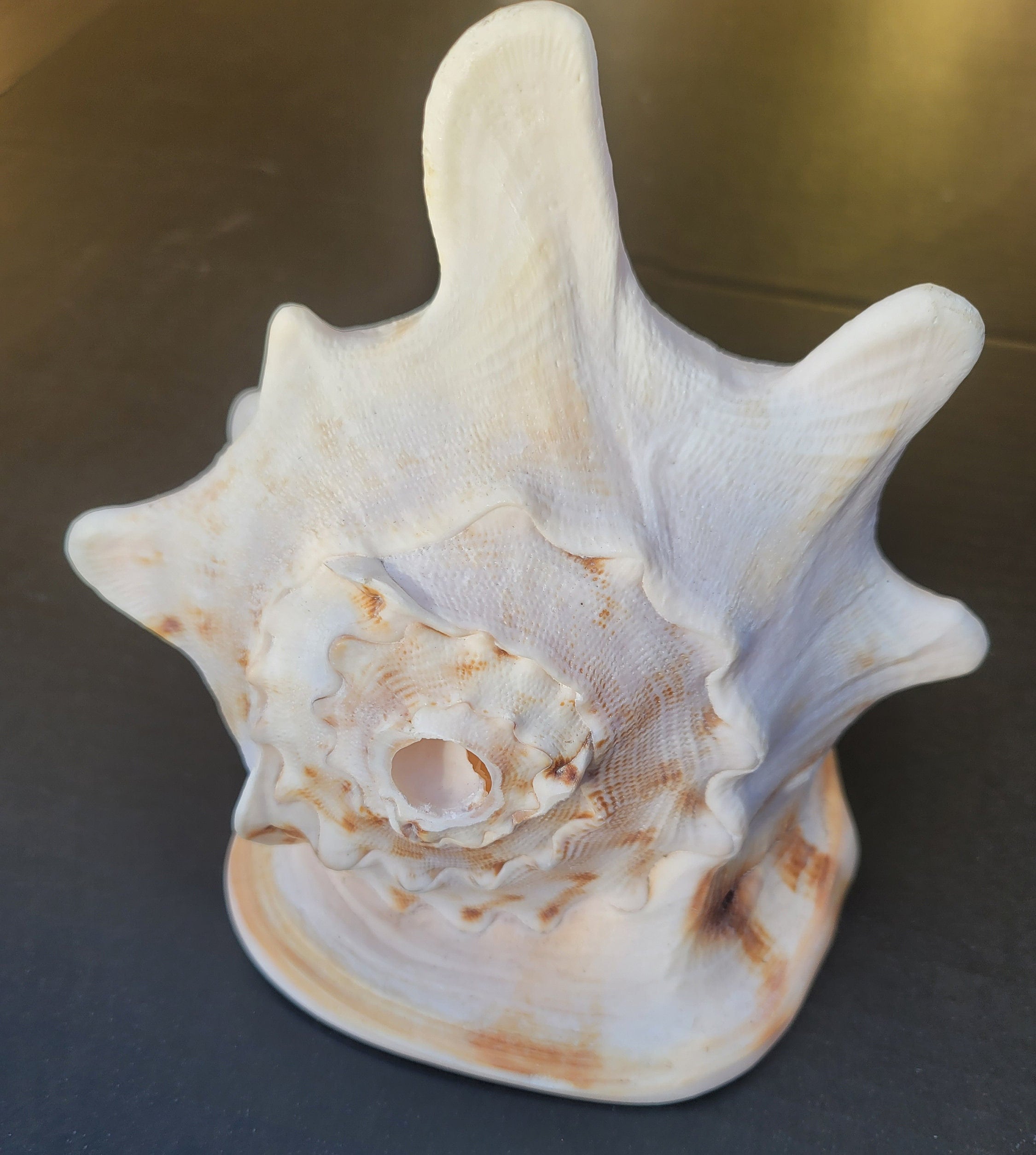 Cassis Cornuta, Yellow Helmet Shell Horn, Helmet Conch Shell, Beach ...