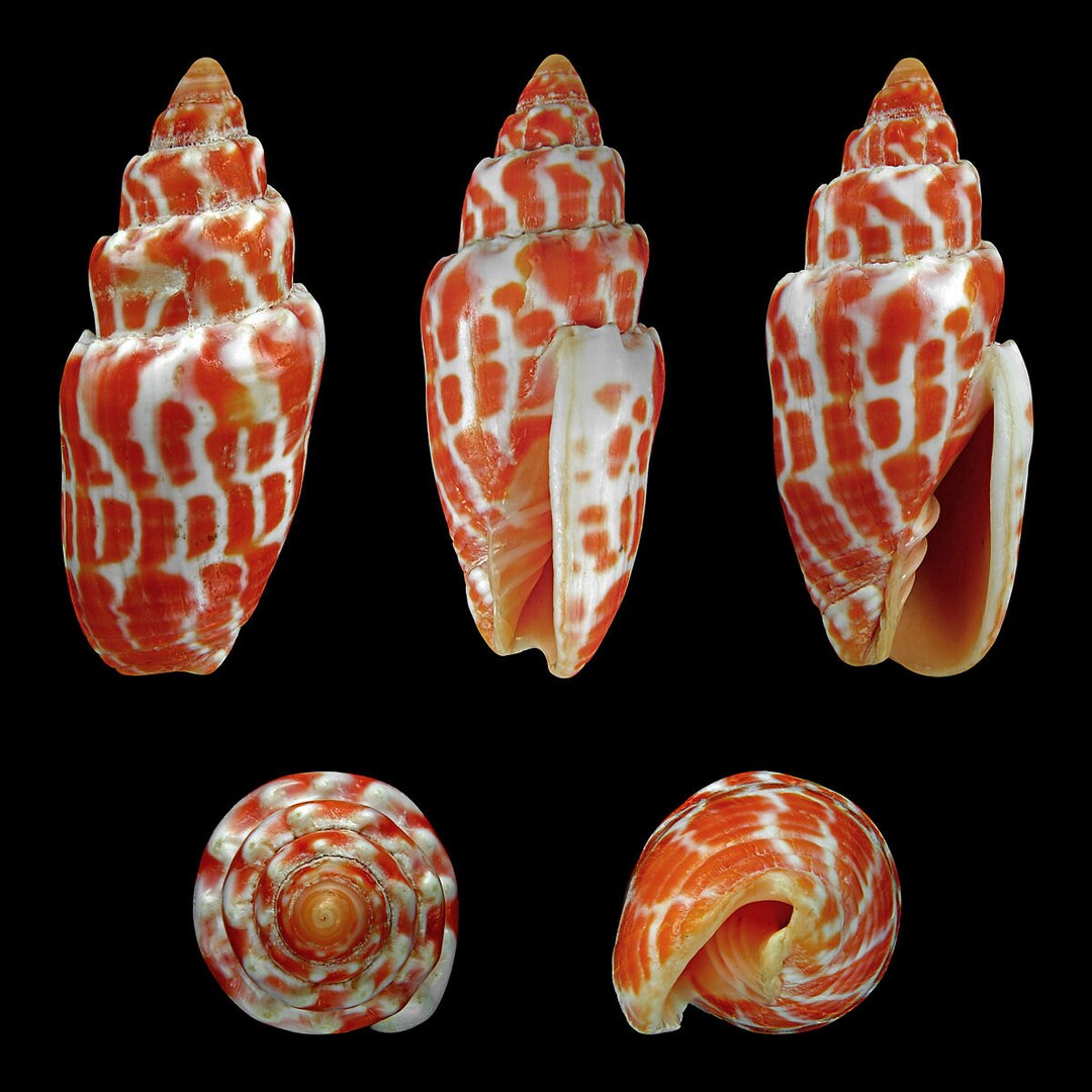 5 Mitra Stictica, Miter Shells - Etsy