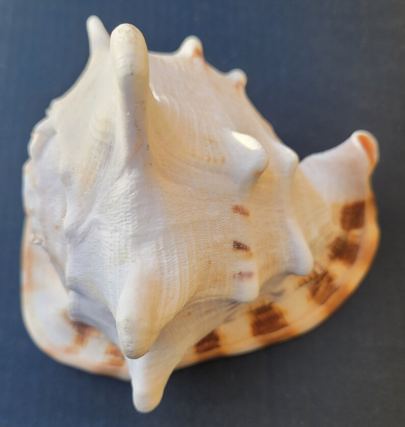 Cassis Cornuta Yellow Helmet Shell Horn - Etsy