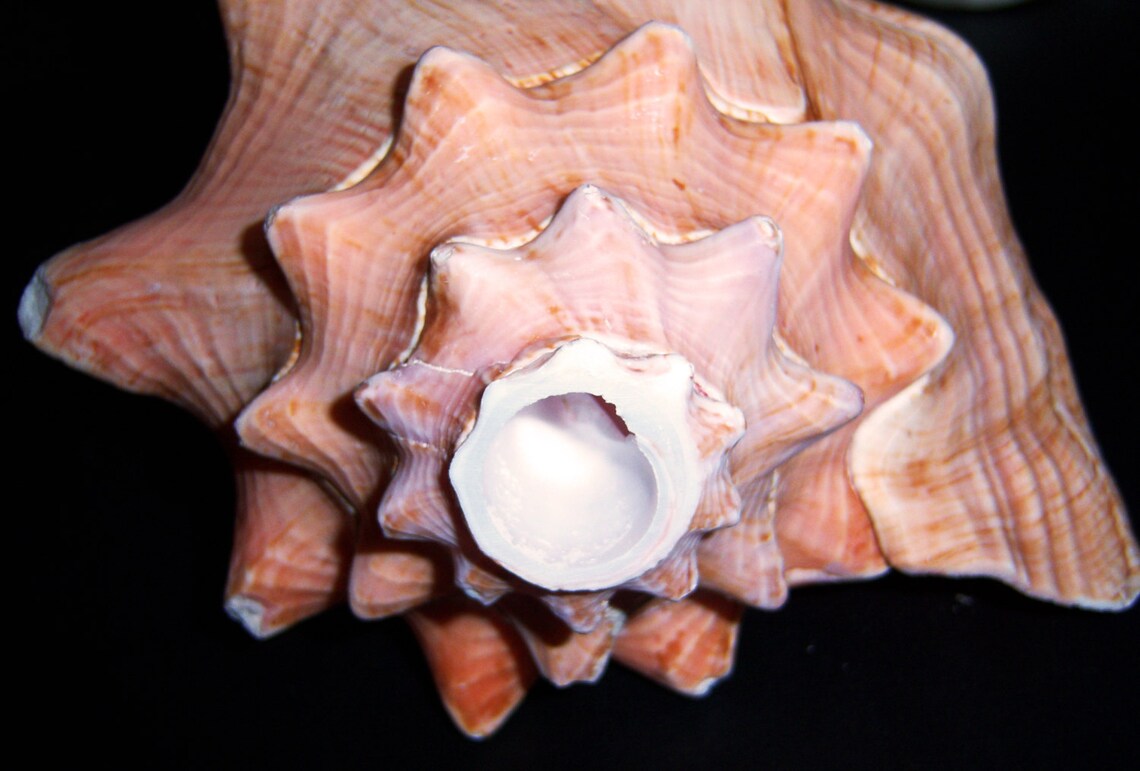 Hand Cut Queen Conch Shell Horn, Pink Conch Shell 10"+ Hawaii Seashell ...
