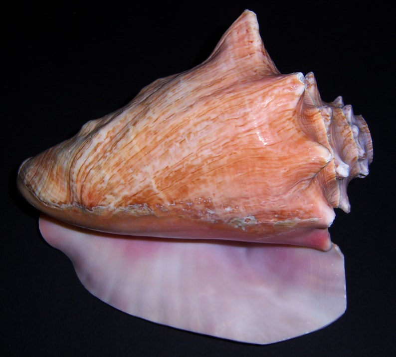 Hand Cut Queen Conch Shell Horn, Pink Conch Shell 10"+ Hawaii Seashell ...